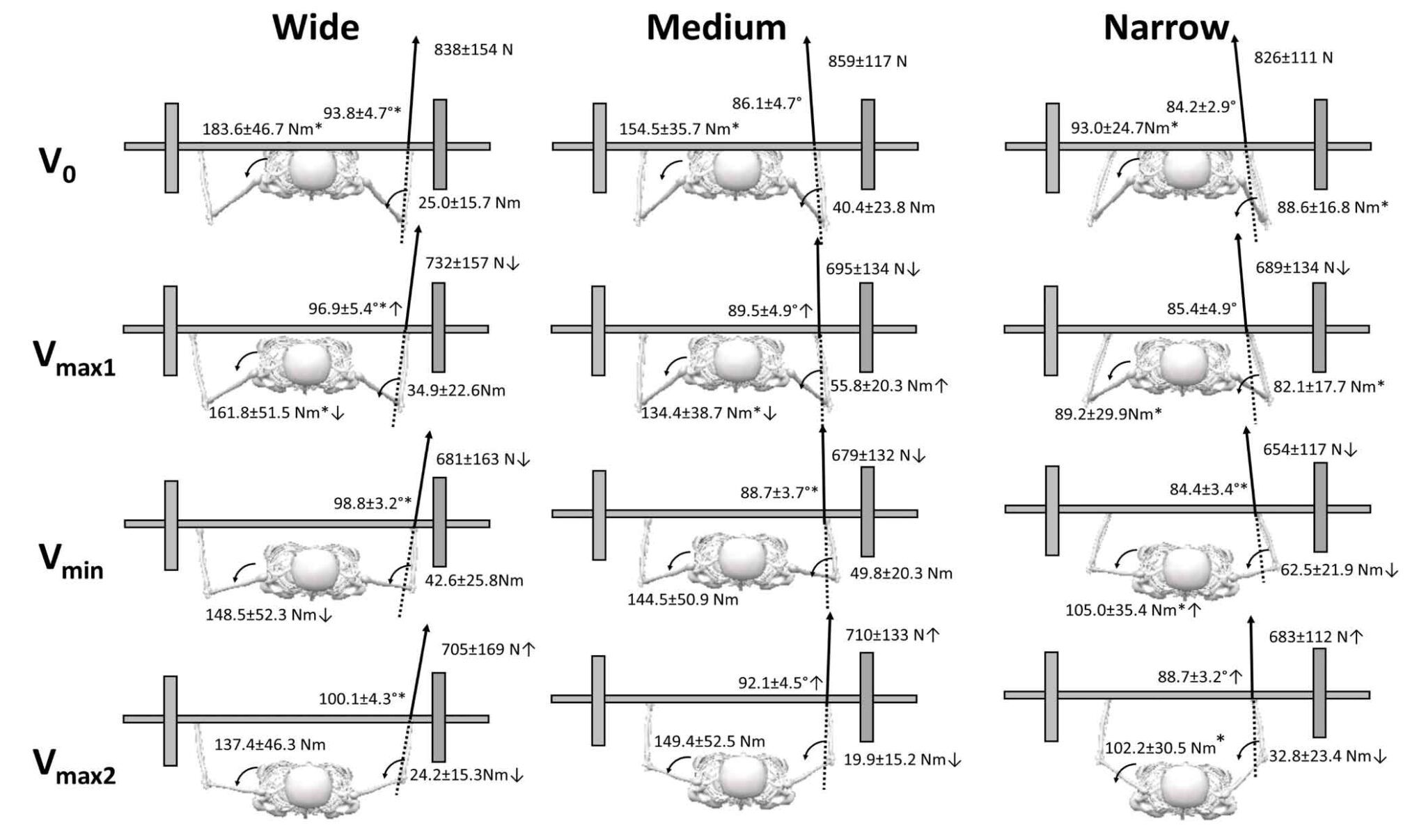 Optimal Grip Width in the Bench Press - Sheiko Gold